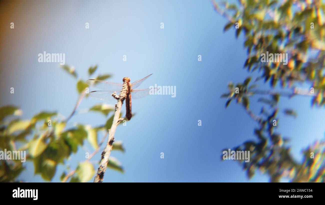 Neon Skimmer (Libellula croceipennis) Insecta Stock Photo - Alamy