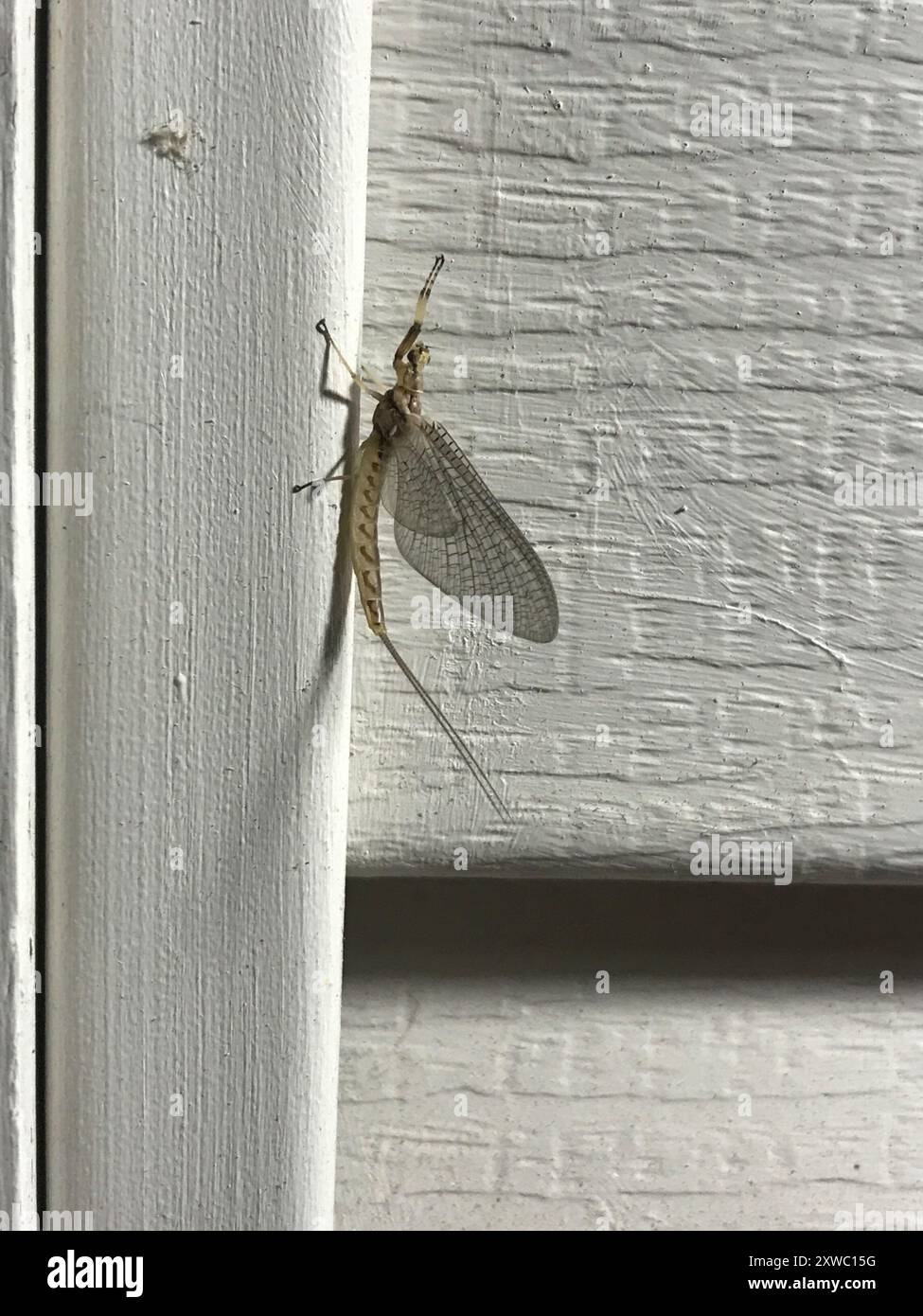 Giant Mayfly (Hexagenia limbata) Insecta Stock Photo - Alamy