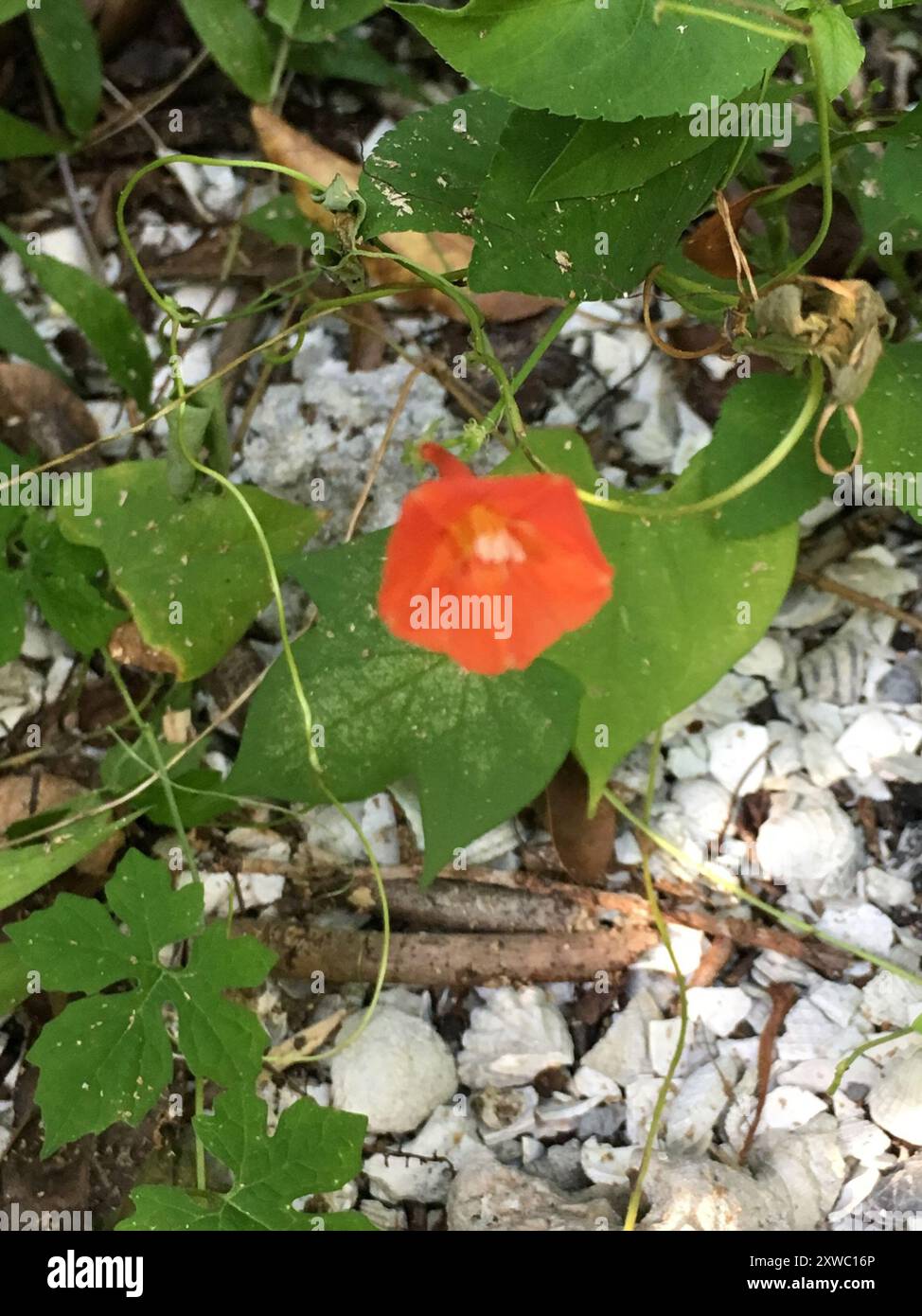 scarlet creeper (Ipomoea hederifolia) Plantae Stock Photo - Alamy