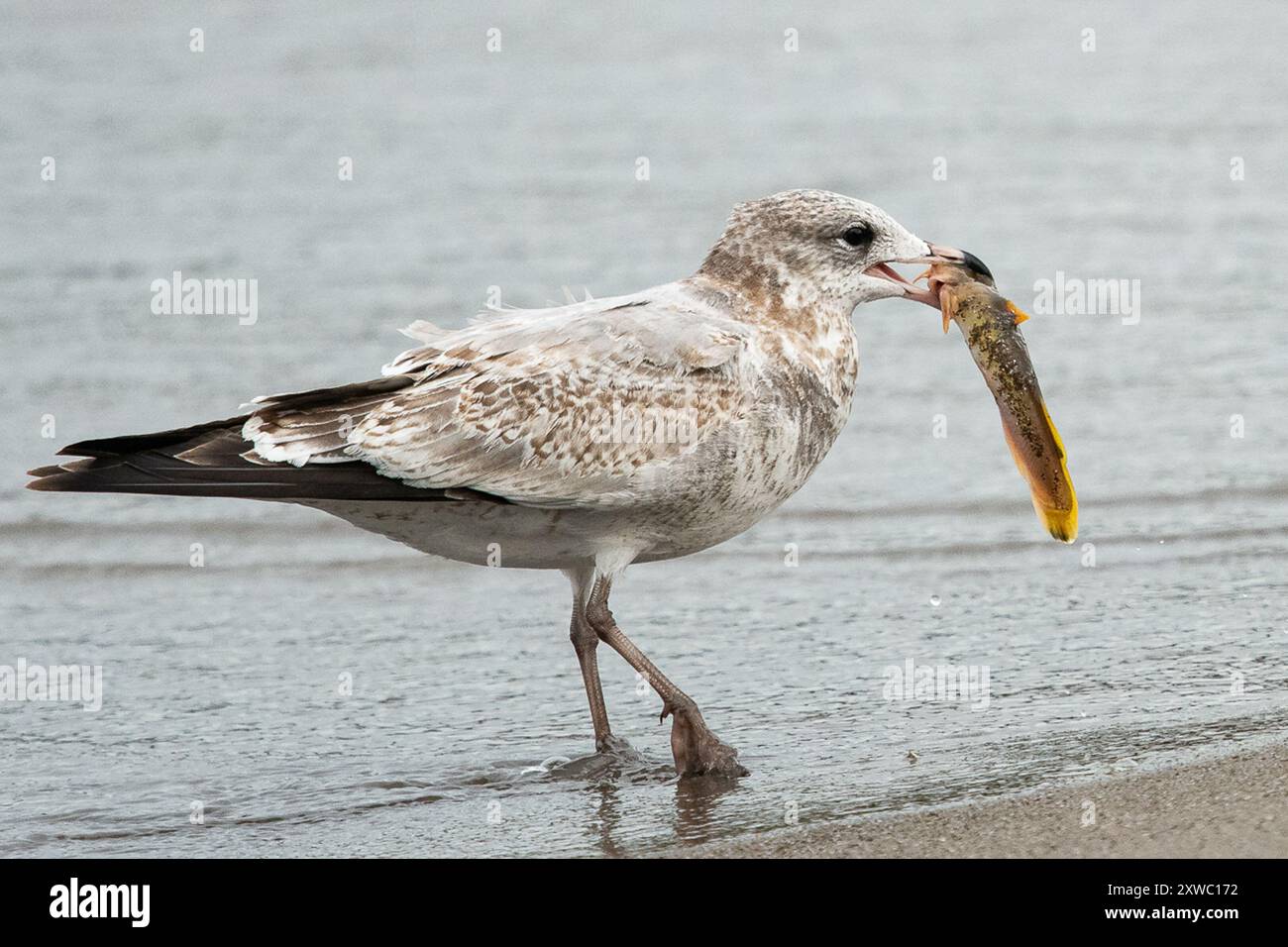 Stonecat (Noturus flavus) Actinopterygii Stock Photo - Alamy
