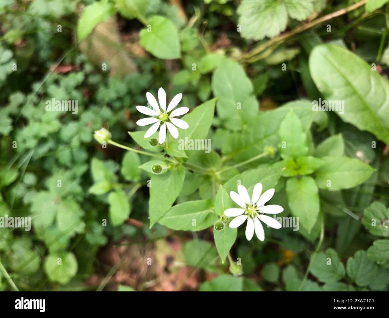 Water Chickweed (Stellaria aquatica) Plantae Stock Photo - Alamy