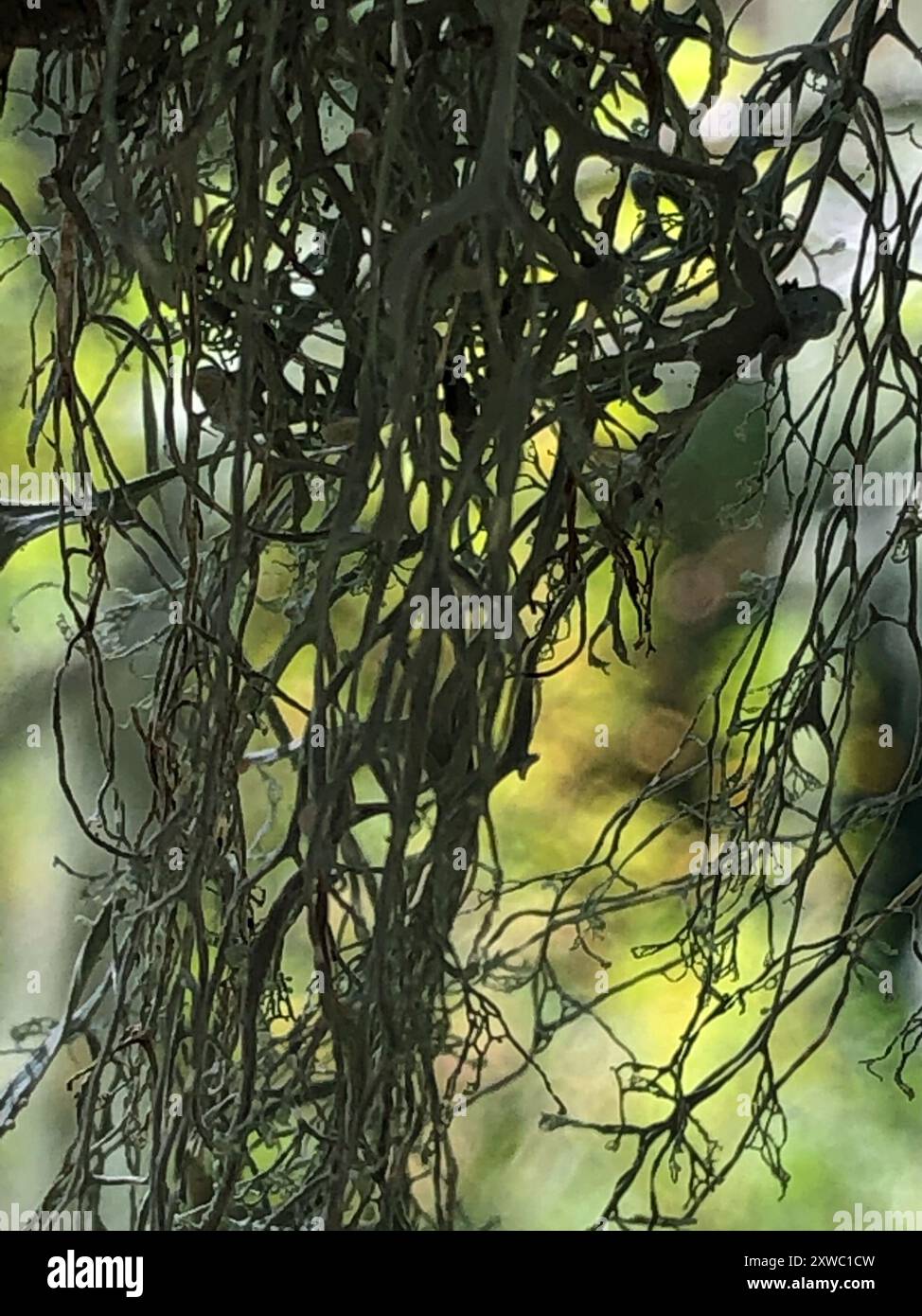 lace lichen (Ramalina menziesii) Fungi Stock Photo - Alamy