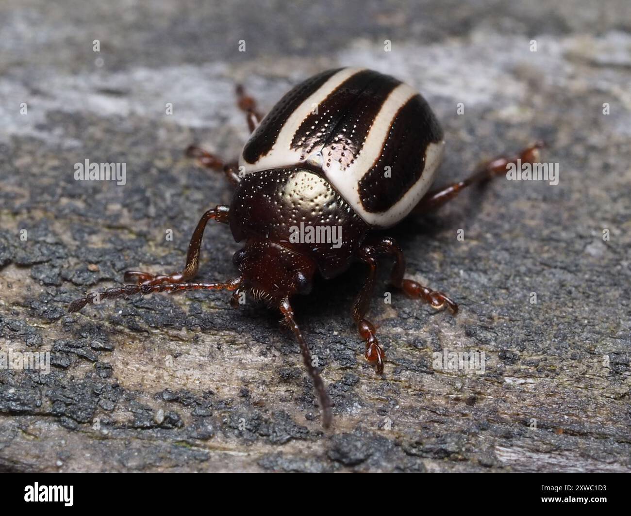 Ragweed Leaf Beetle (Calligrapha suturalis) Insecta Stock Photo - Alamy