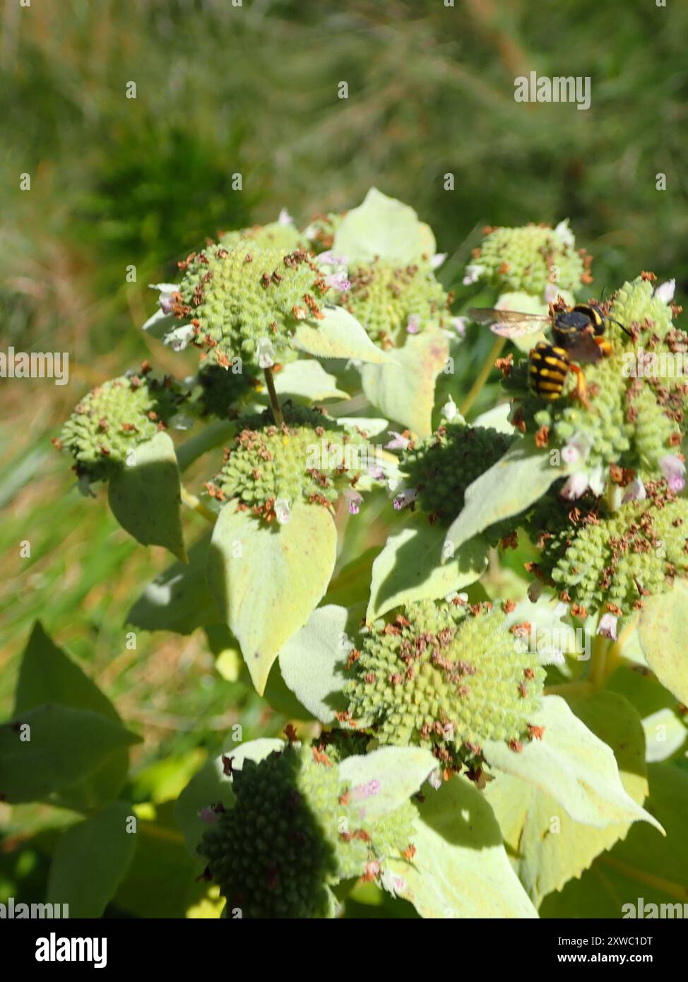 Anthidium oblongatum hi-res stock photography and images - Alamy