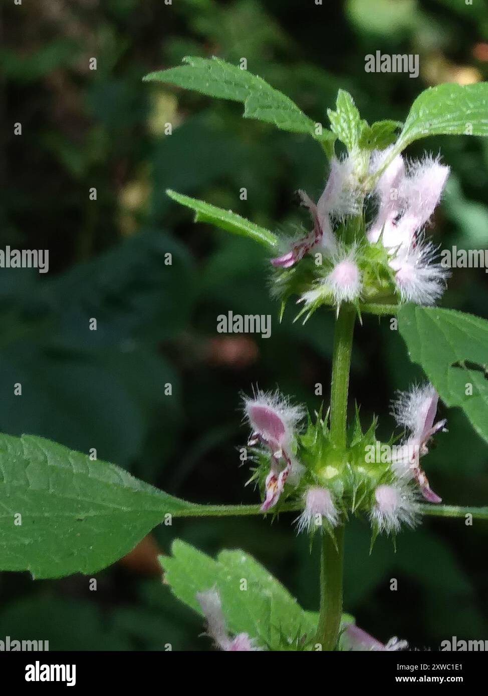 common motherwort (Leonurus cardiaca) Plantae Stock Photo - Alamy
