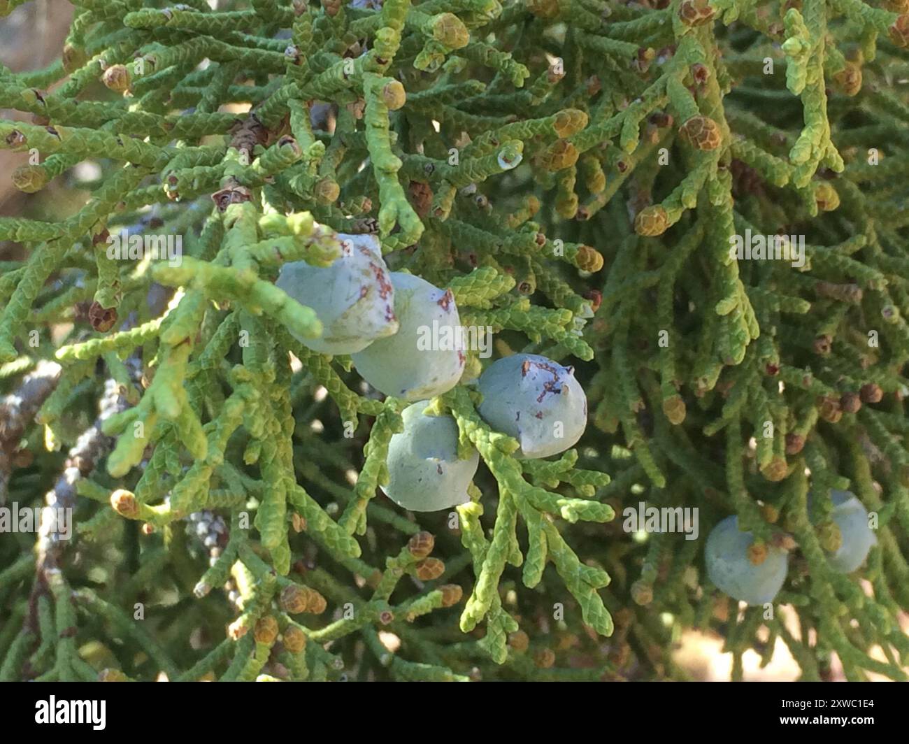 Utah Juniper (Juniperus osteosperma) Plantae Stock Photo - Alamy
