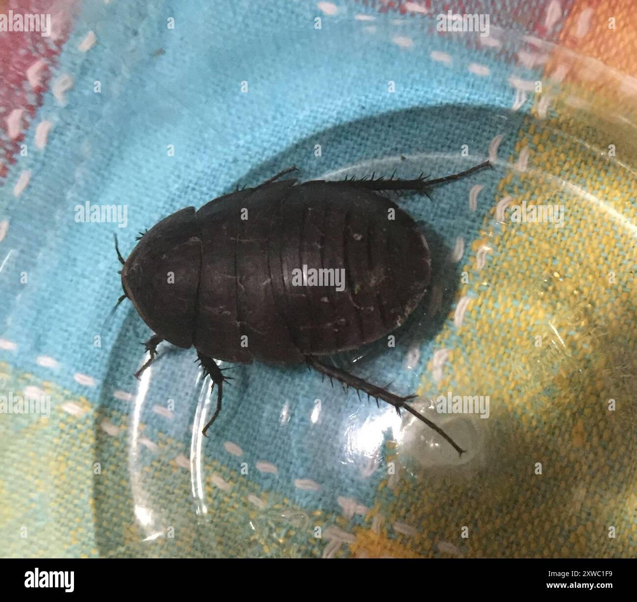 Egyptian cockroach polyphaga aegyptiaca hi-res stock photography and ...