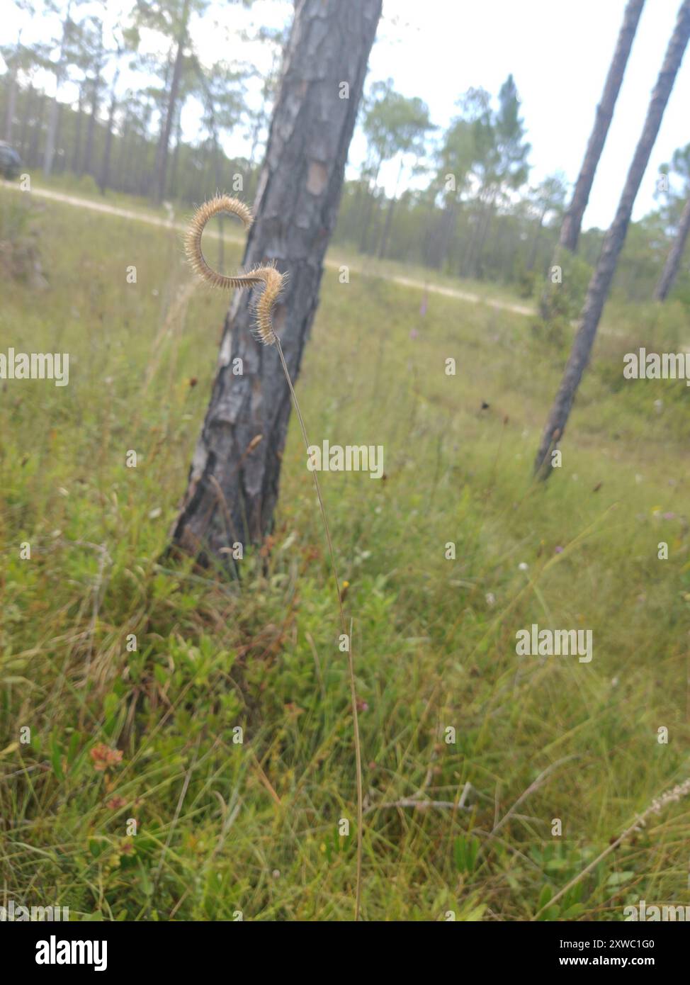 Toothache grass (Ctenium aromaticum) Plantae Stock Photo - Alamy