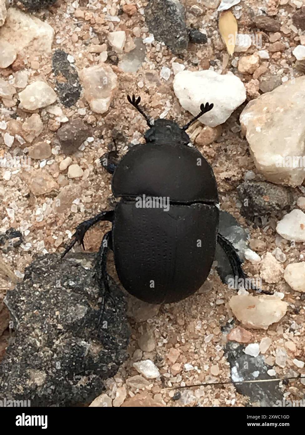 Opaque Earth-boring Beetle (Geotrupes opacus) Insecta Stock Photo - Alamy