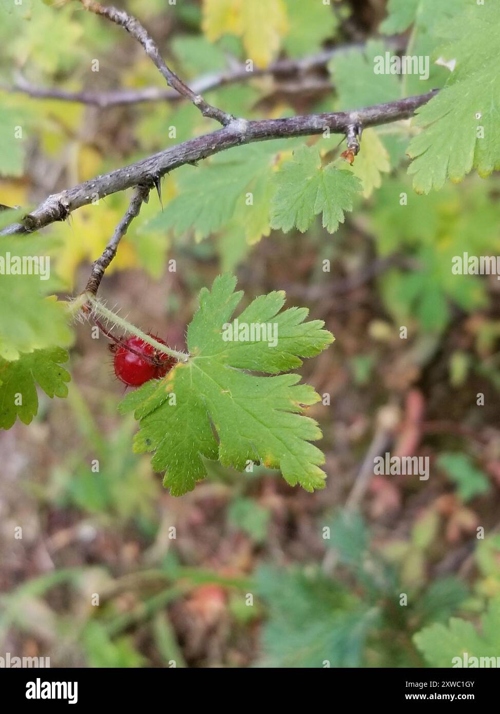 mountain gooseberry (Ribes montigenum) Plantae Stock Photo - Alamy
