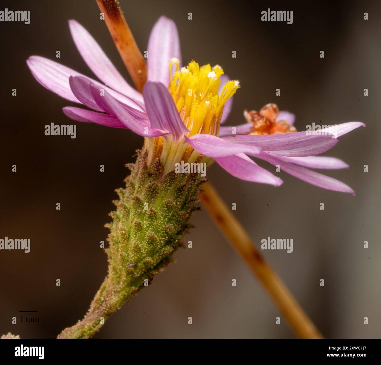 California Aster (Corethrogyne filaginifolia) Plantae Stock Photo - Alamy