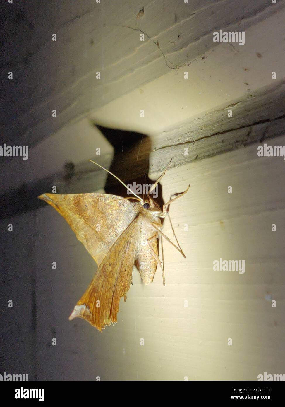 Curved-toothed Geometer Moth (Eutrapela clemataria) Insecta Stock Photo ...