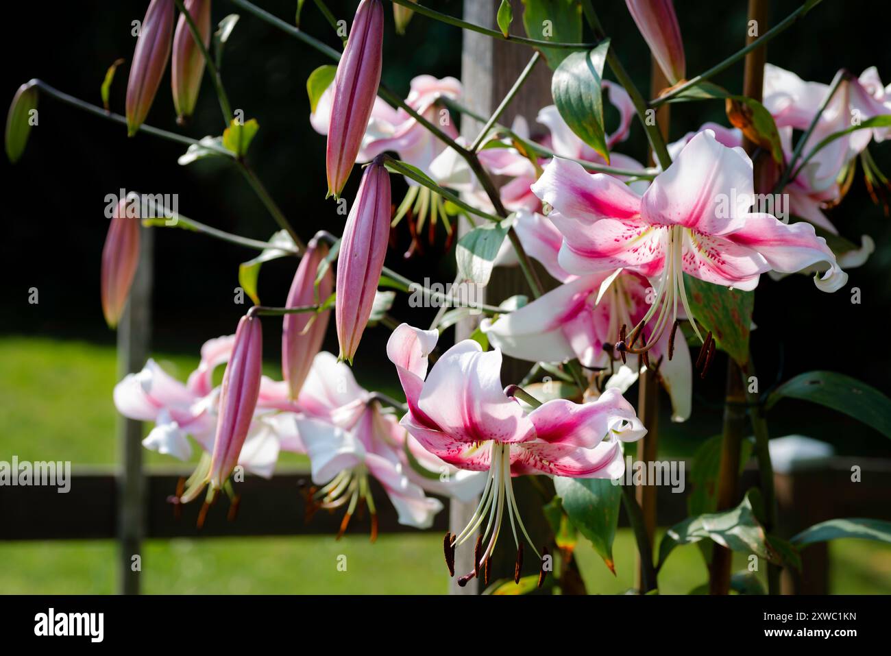 lilium rose Anastasia (jardin du ruisseau de l'église 2024 Stock Photo ...