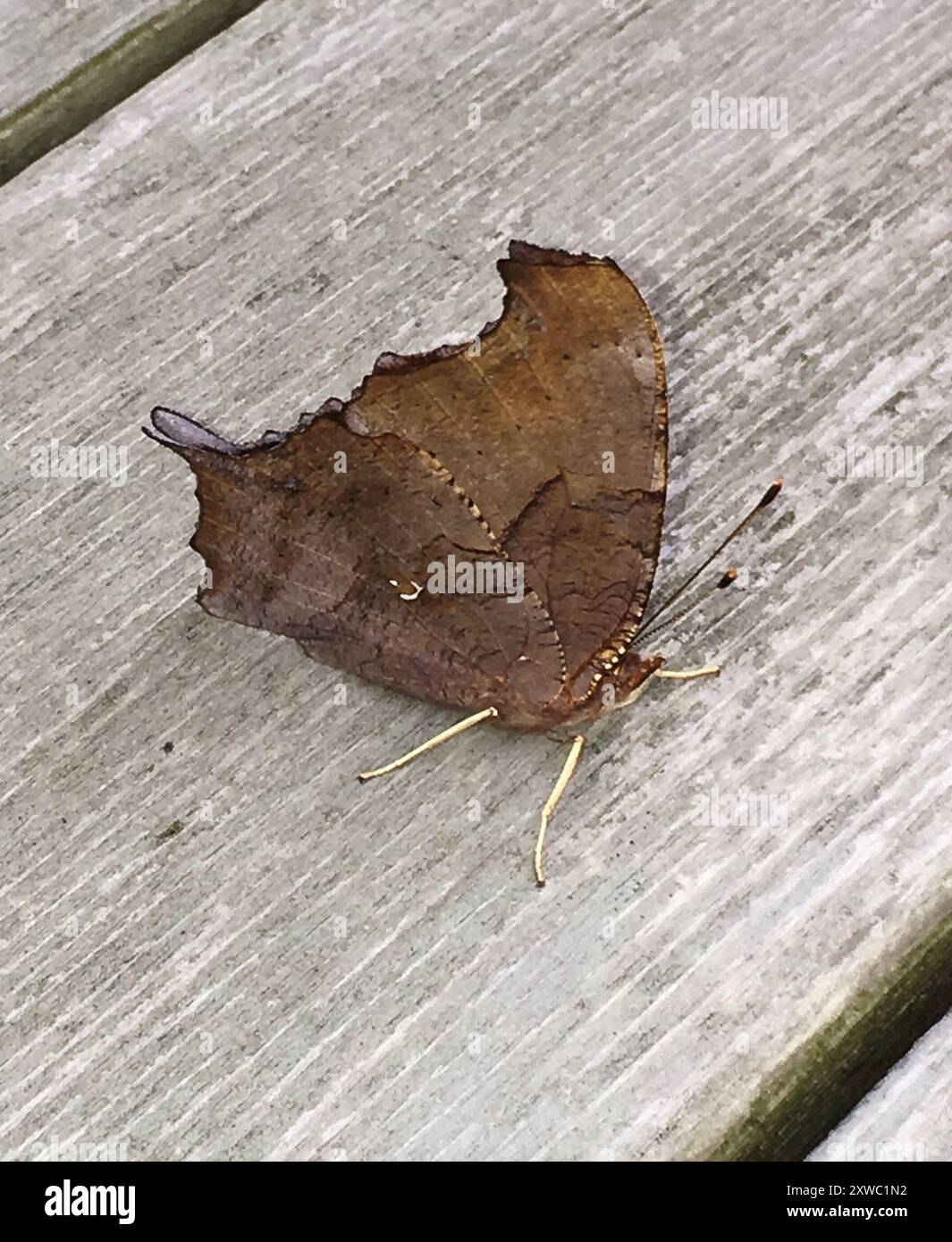 Question Mark (Polygonia interrogationis) Insecta Stock Photo - Alamy