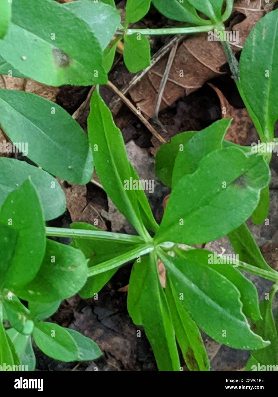 fragrant bedstraw (Galium triflorum) Plantae Stock Photo - Alamy