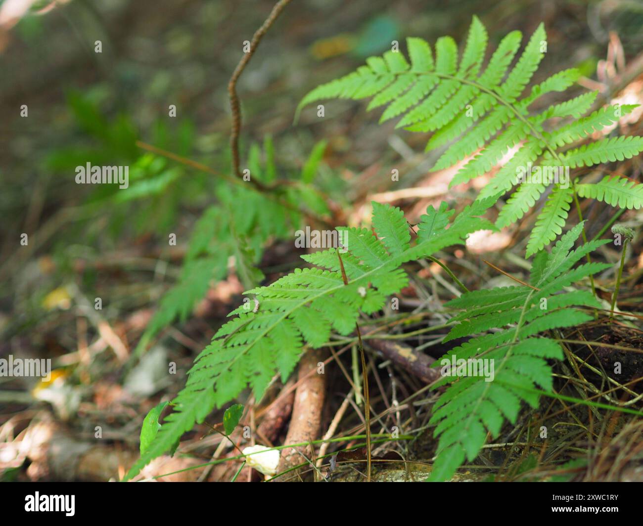 Parasitic Tri-vein Fern (Christella parasitica) Plantae Stock Photo - Alamy