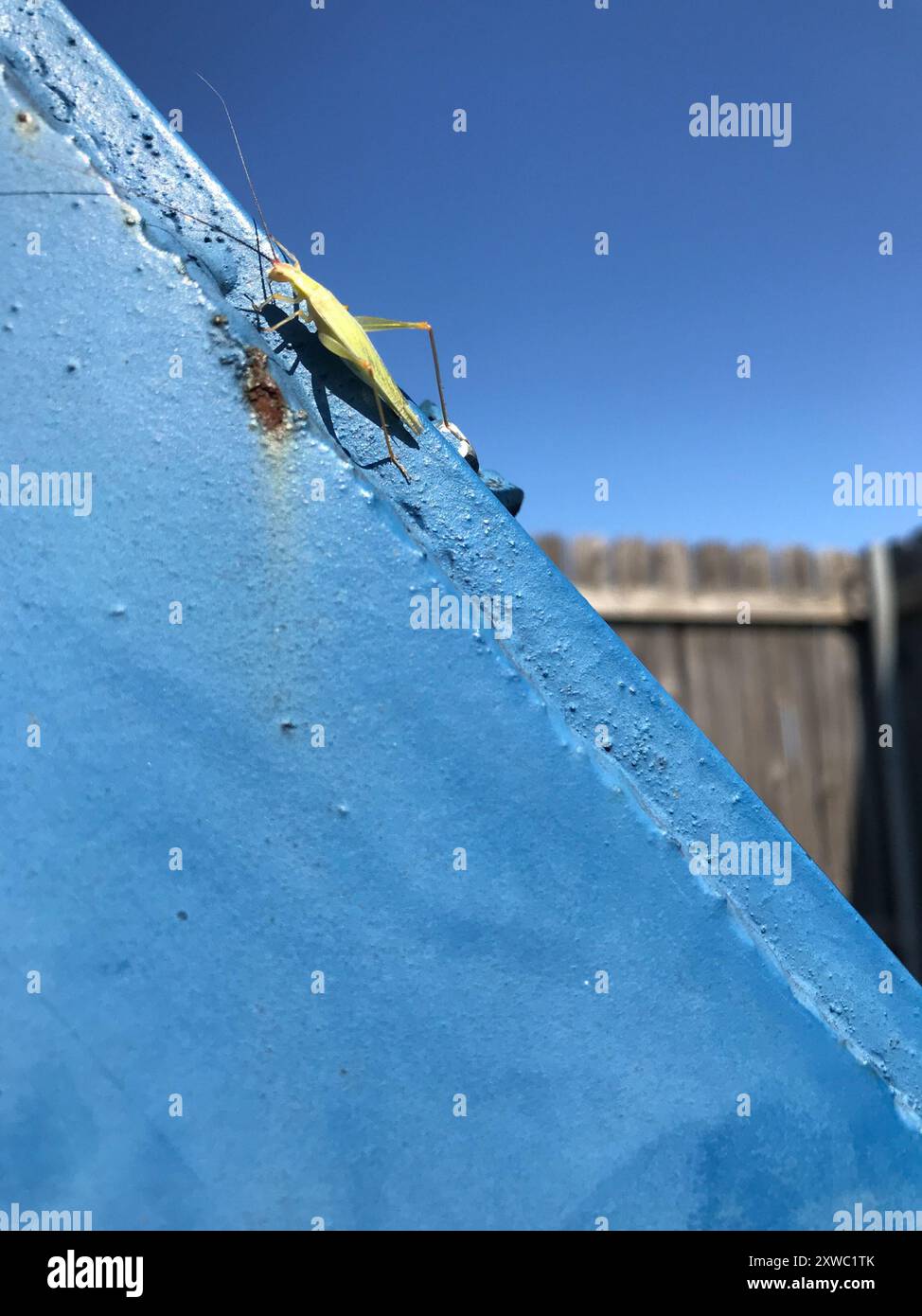 Common Tree Crickets (Oecanthus) Insecta Stock Photo - Alamy