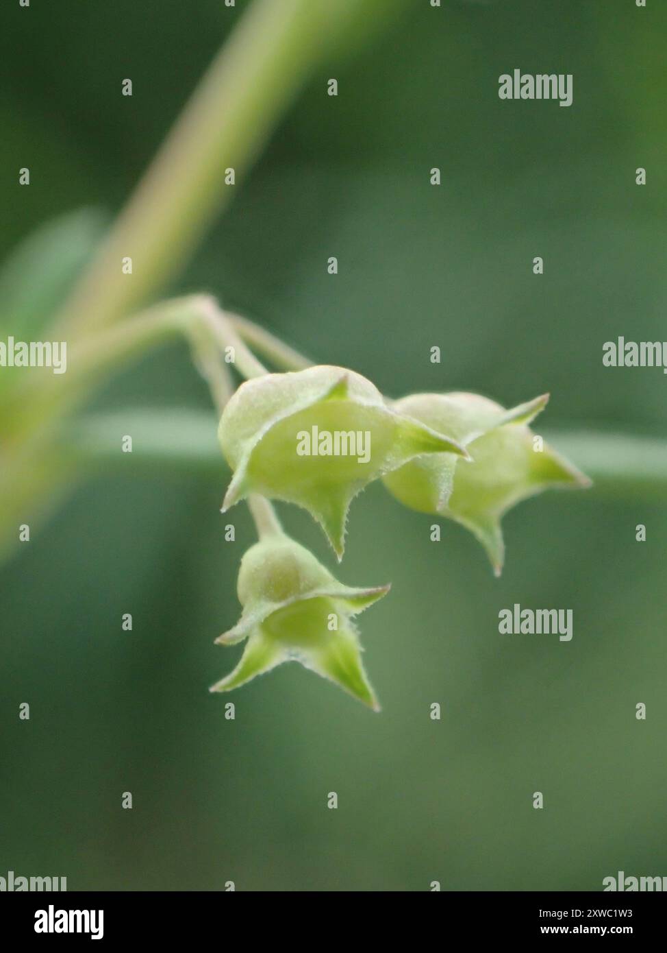 Old World Diamond Flower (Oldenlandia corymbosa) Plantae Stock Photo ...
