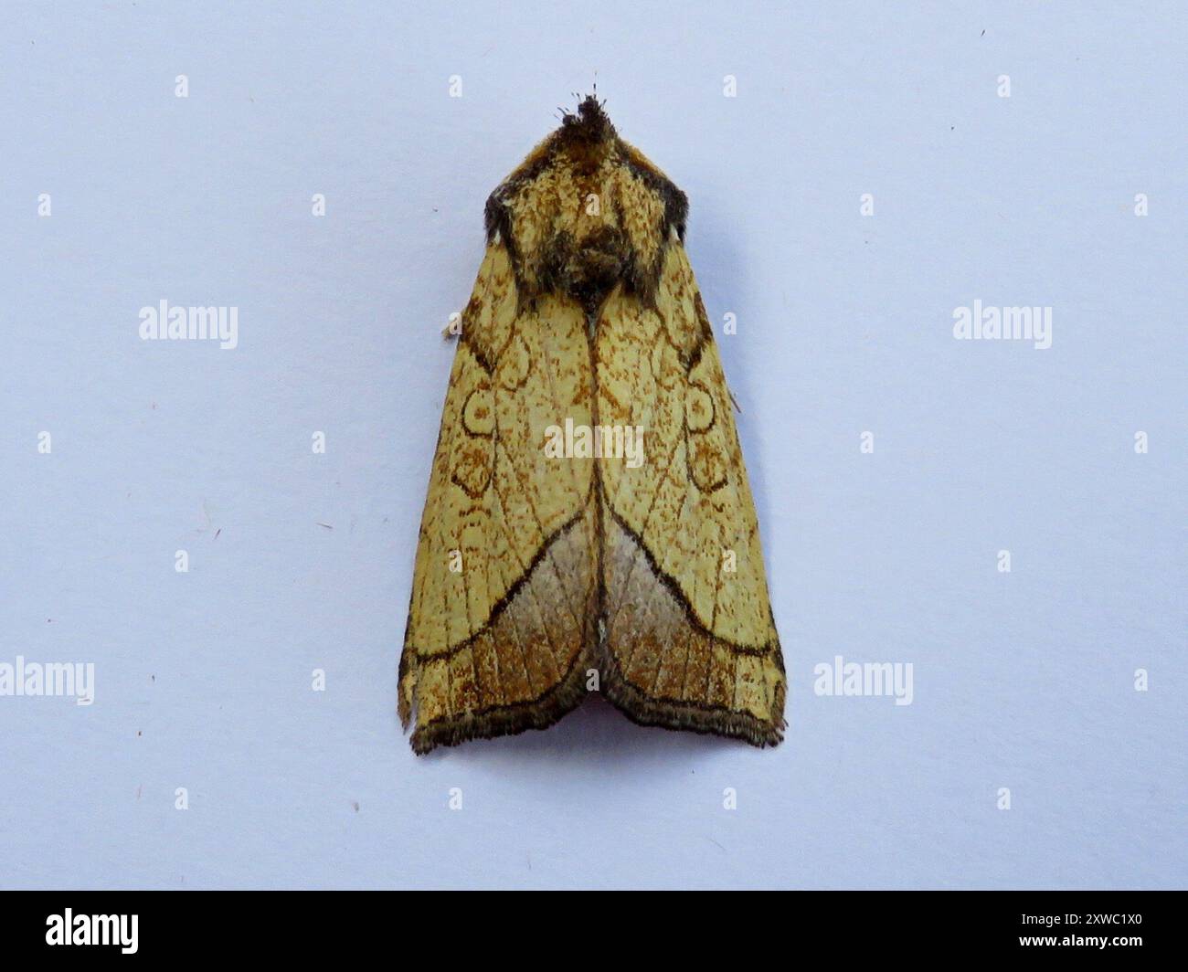 Rigid Sunflower Borer Moth (Papaipema rigida) Insecta Stock Photo - Alamy