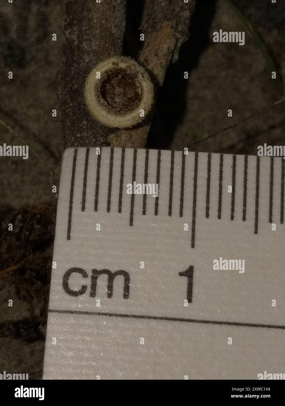 woolly bird's nest fungus (Nidula niveotomentosa) Fungi Stock Photo - Alamy