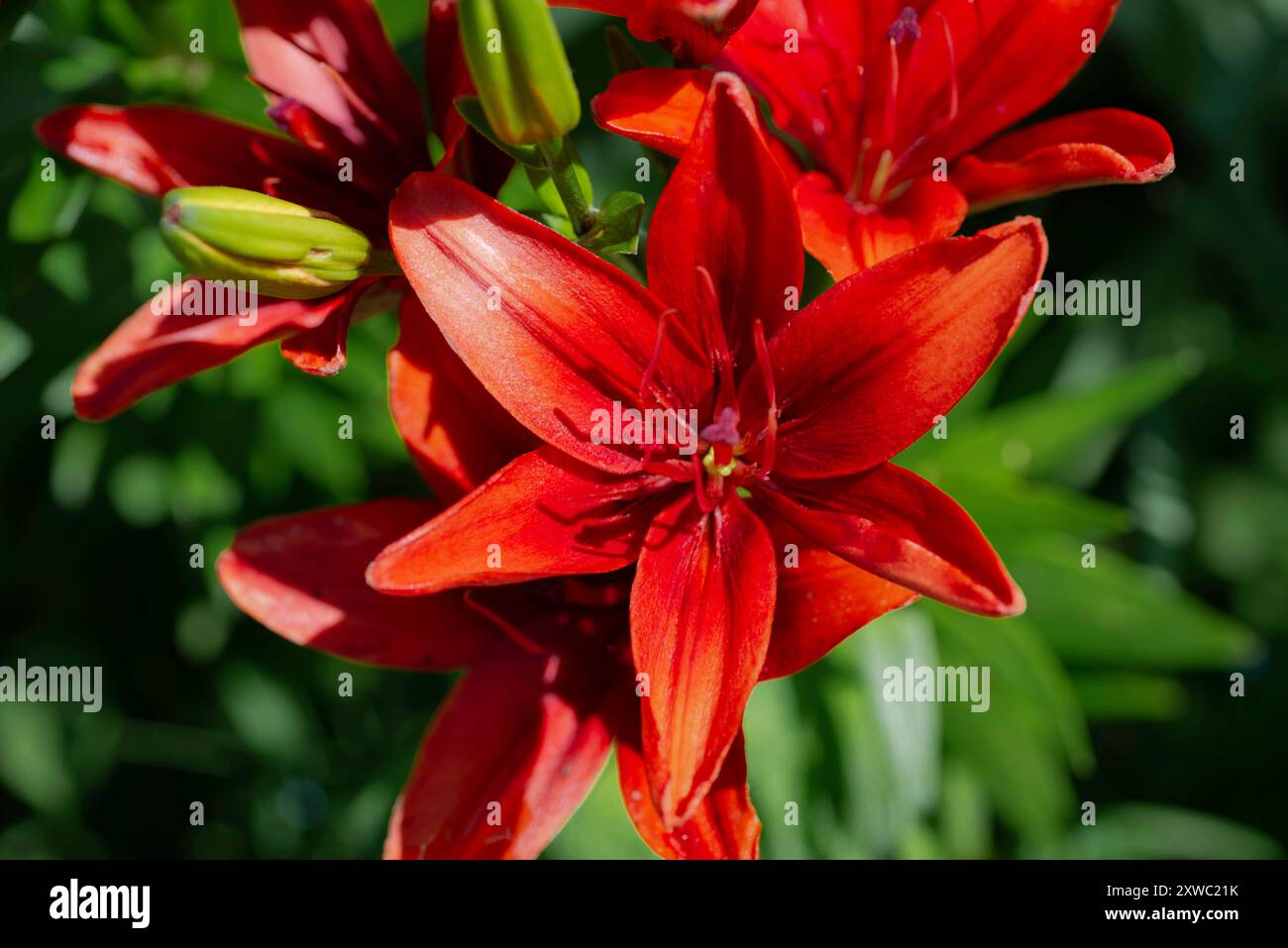 Plante de jardin rouge hi-res stock photography and images - Alamy