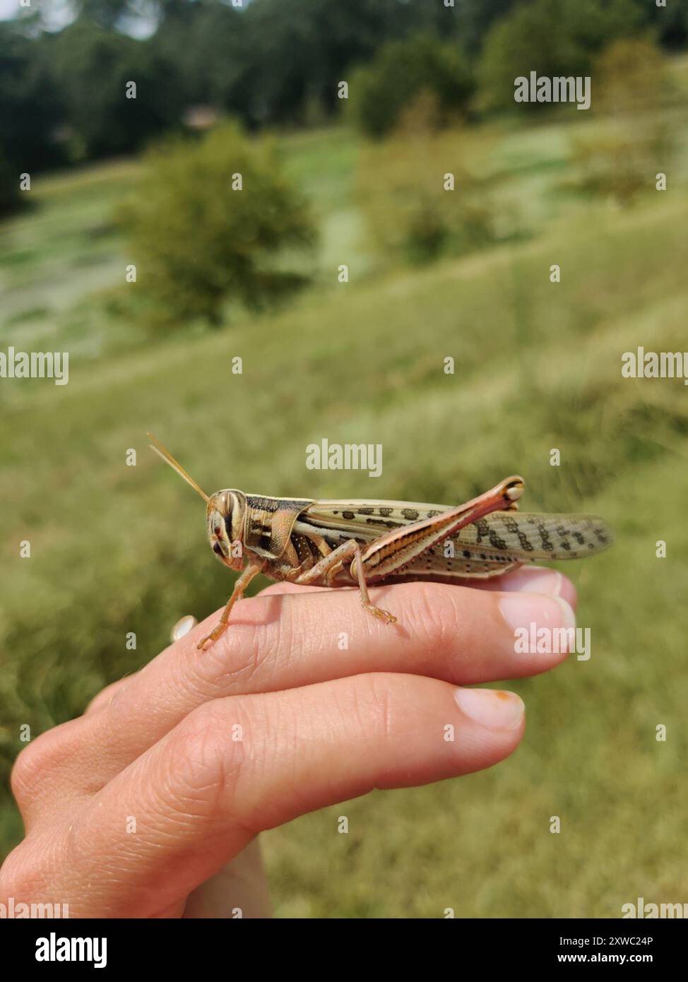 American Bird Grasshopper (Schistocerca americana) Insecta Stock Photo ...