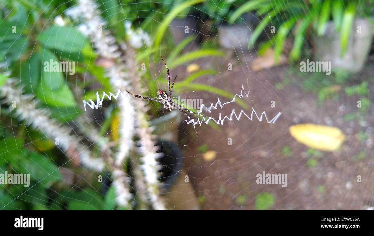 Hawaiian Garden Spider (Argiope appensa) Arachnida Stock Photo - Alamy