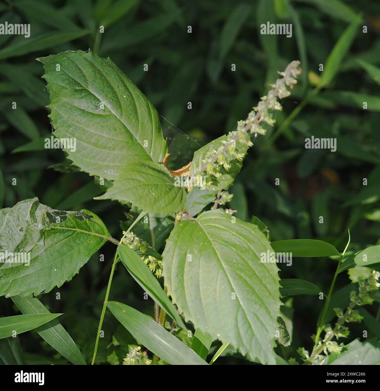 beefsteak plant (Perilla frutescens) Plantae Stock Photo - Alamy
