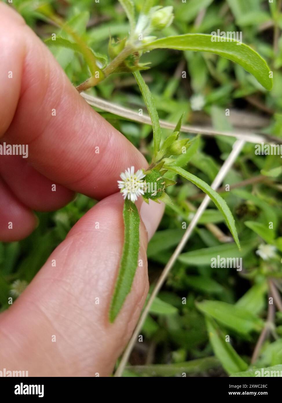 false daisy (Eclipta prostrata) Plantae Stock Photo - Alamy