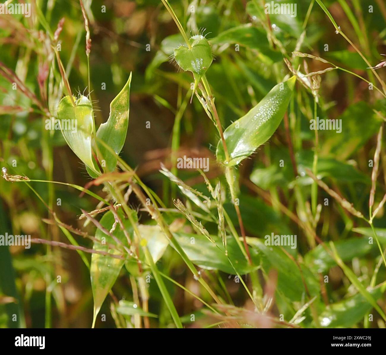 small carpetgrass (Arthraxon hispidus) Plantae Stock Photo - Alamy