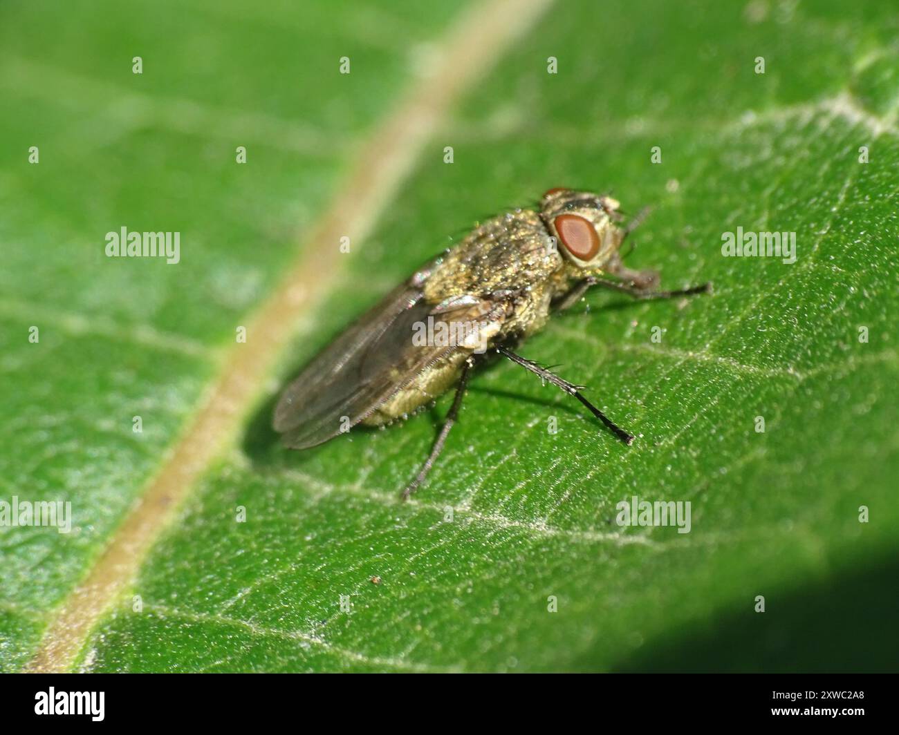 Cluster Flies (Pollenia) Insecta Stock Photo - Alamy