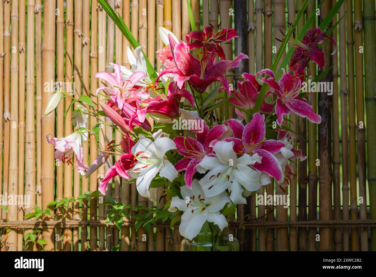 Lys aspiration hi-res stock photography and images - Alamy