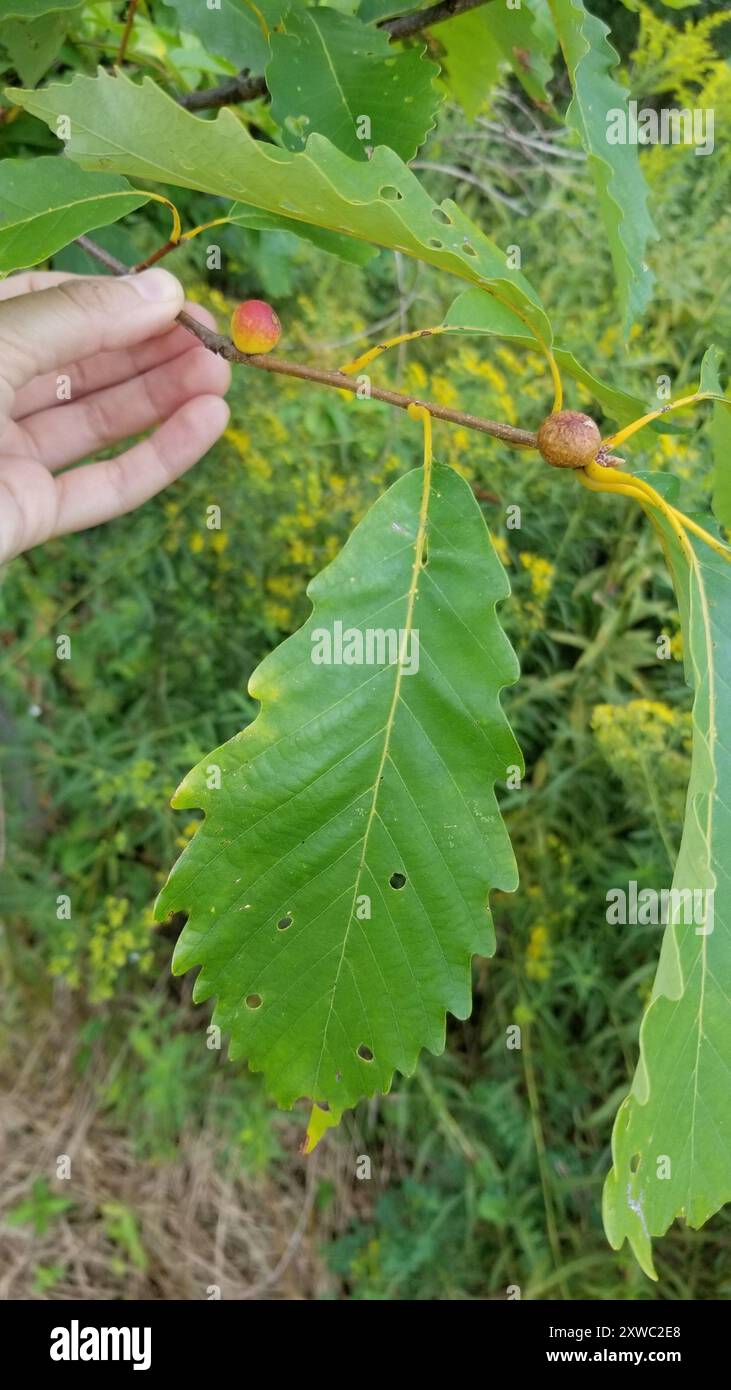 Round Bullet Gall Wasp (Disholcaspis quercusglobulus) Insecta Stock ...