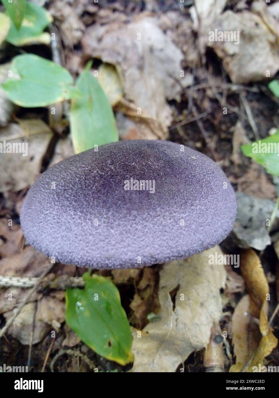 violet webcap (Cortinarius violaceus) Fungi Stock Photo - Alamy