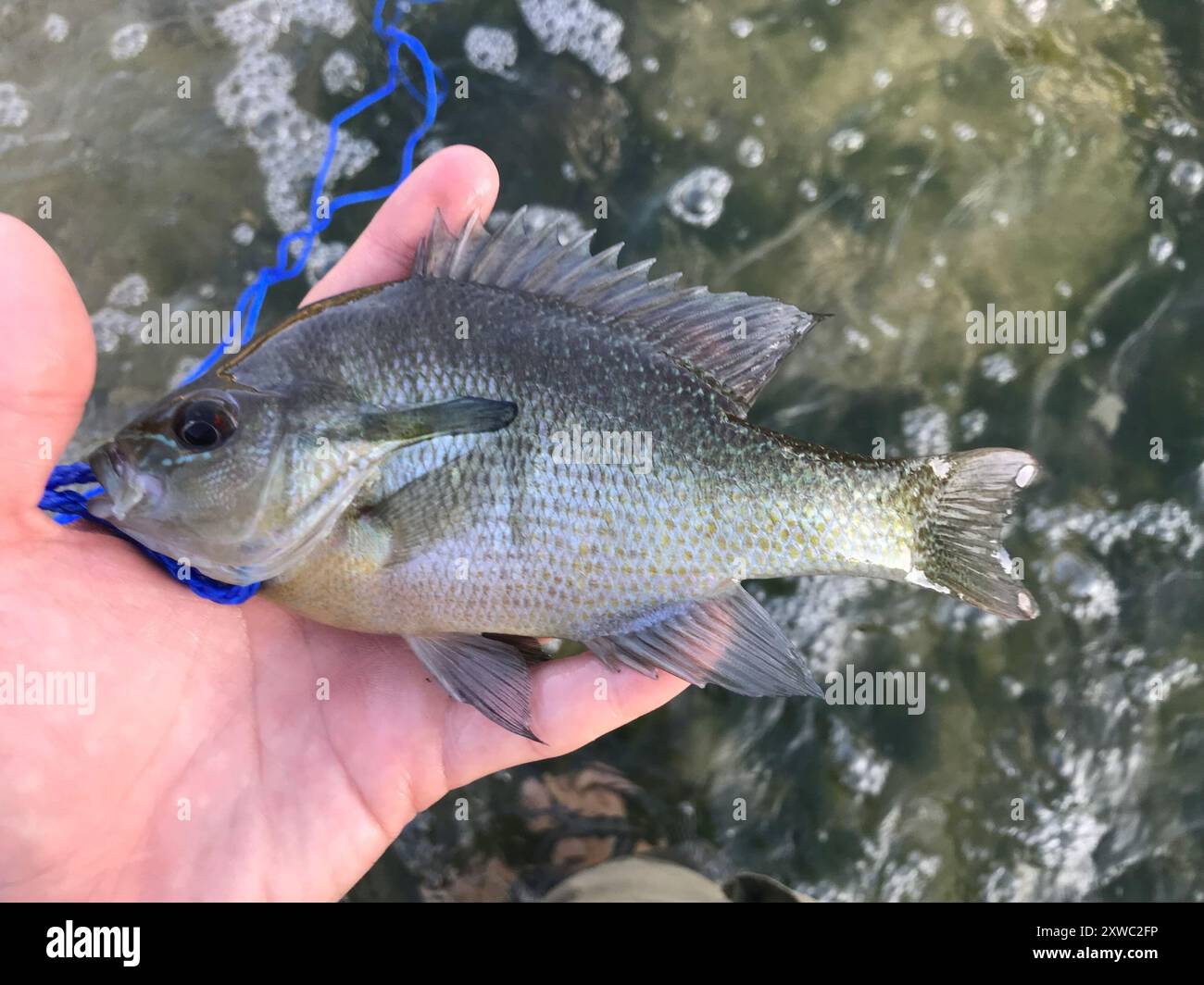 Redbreast Sunfish (Lepomis auritus) Actinopterygii Stock Photo - Alamy