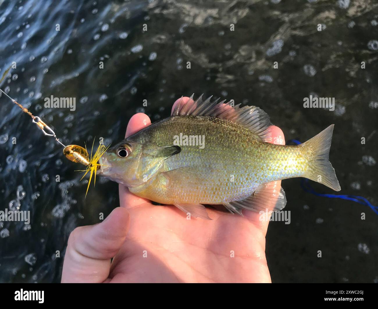 Redbreast Sunfish (Lepomis auritus) Actinopterygii Stock Photo - Alamy