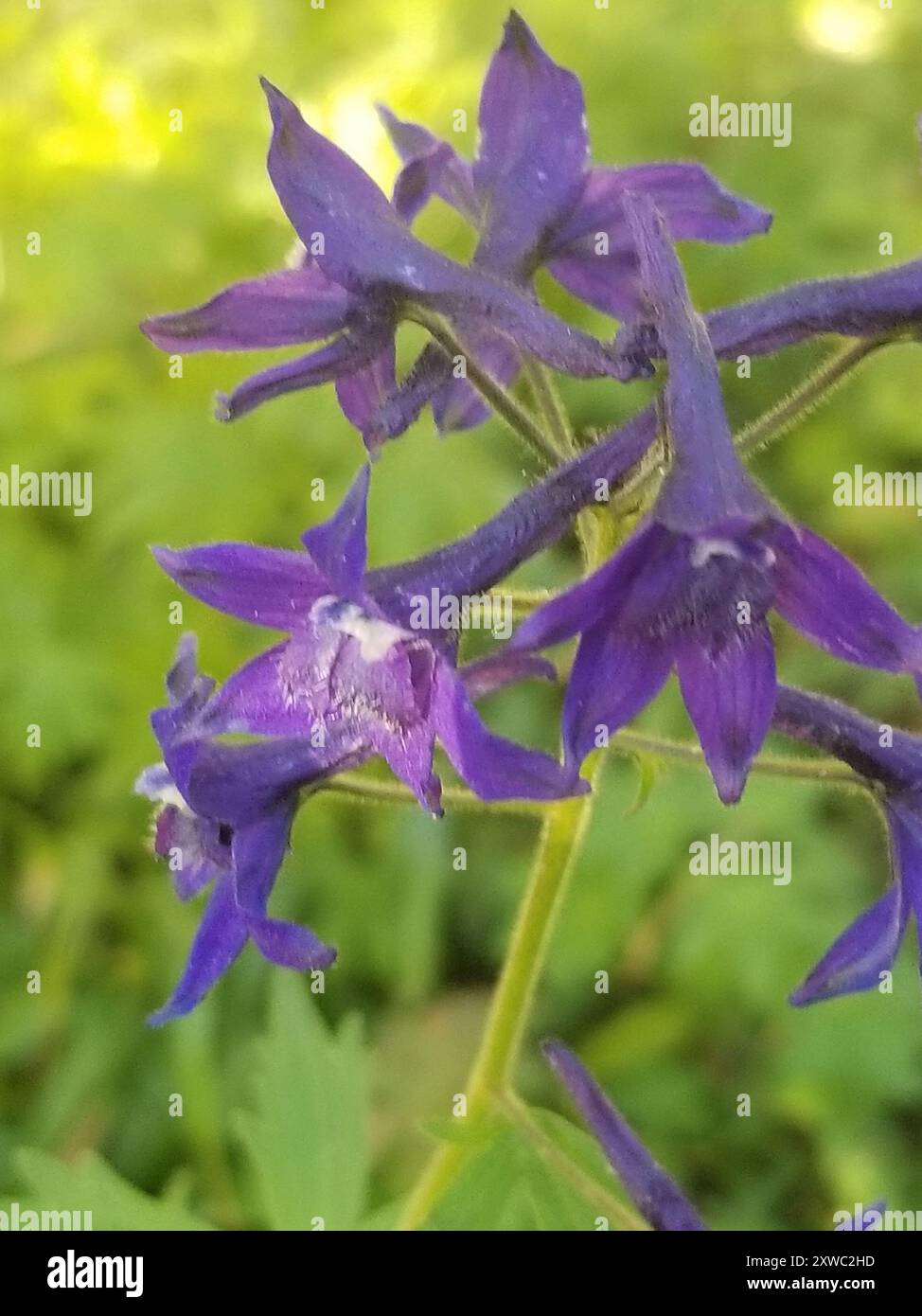 Subalpine Larkspur (Delphinium barbeyi) Plantae Stock Photo - Alamy
