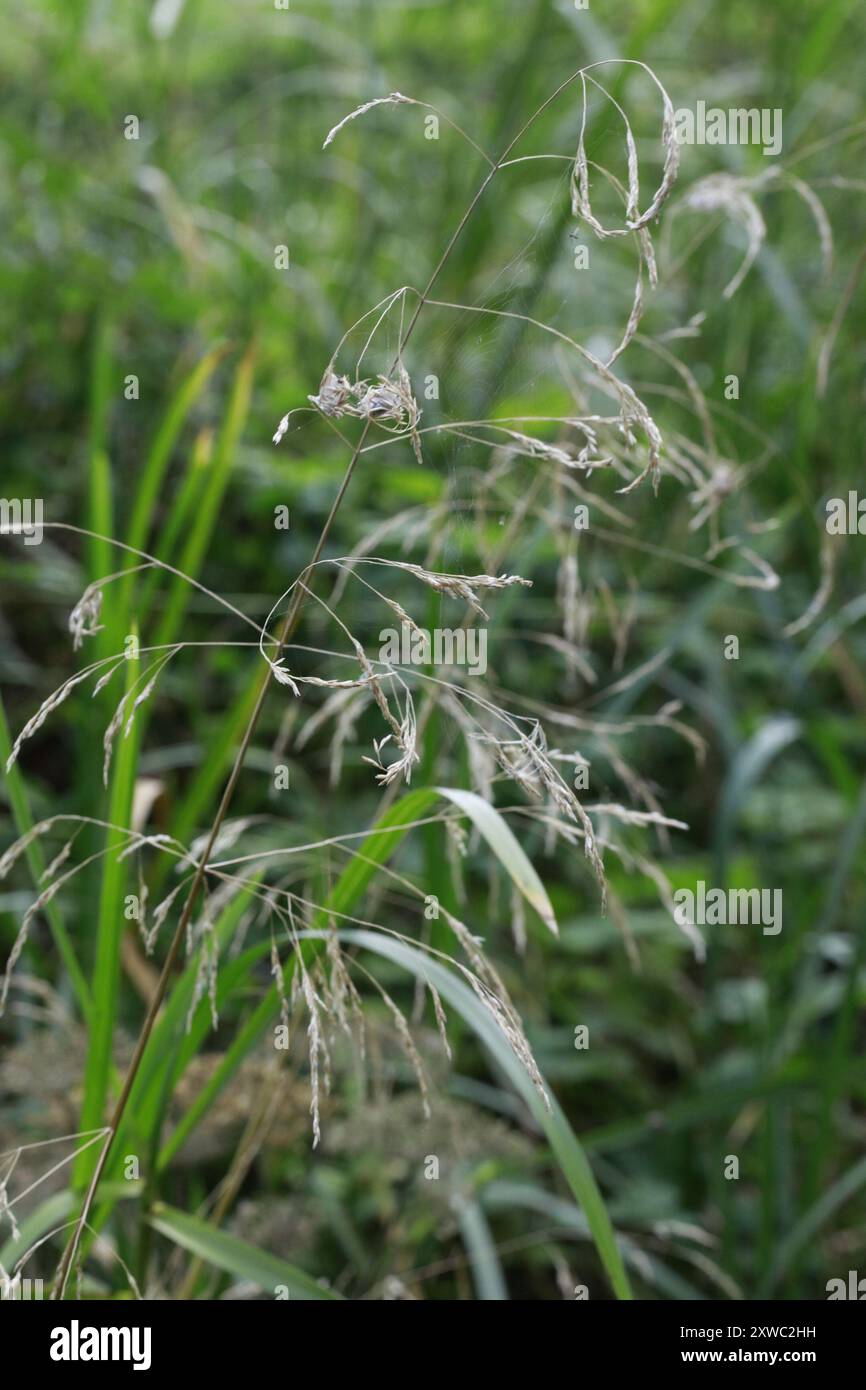 grasses (Poaceae) Plantae Stock Photo - Alamy