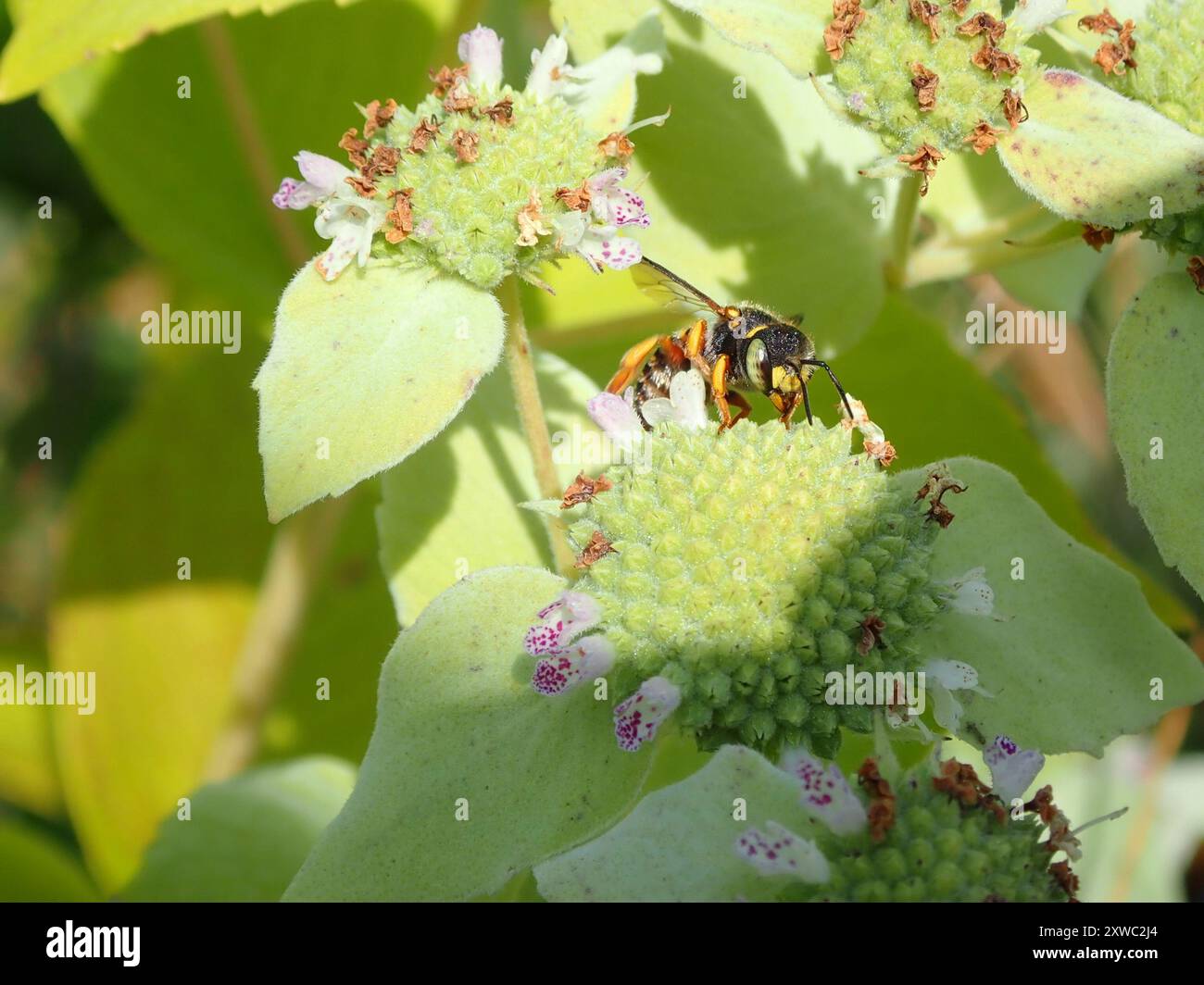 Oblongatum hi-res stock photography and images - Alamy