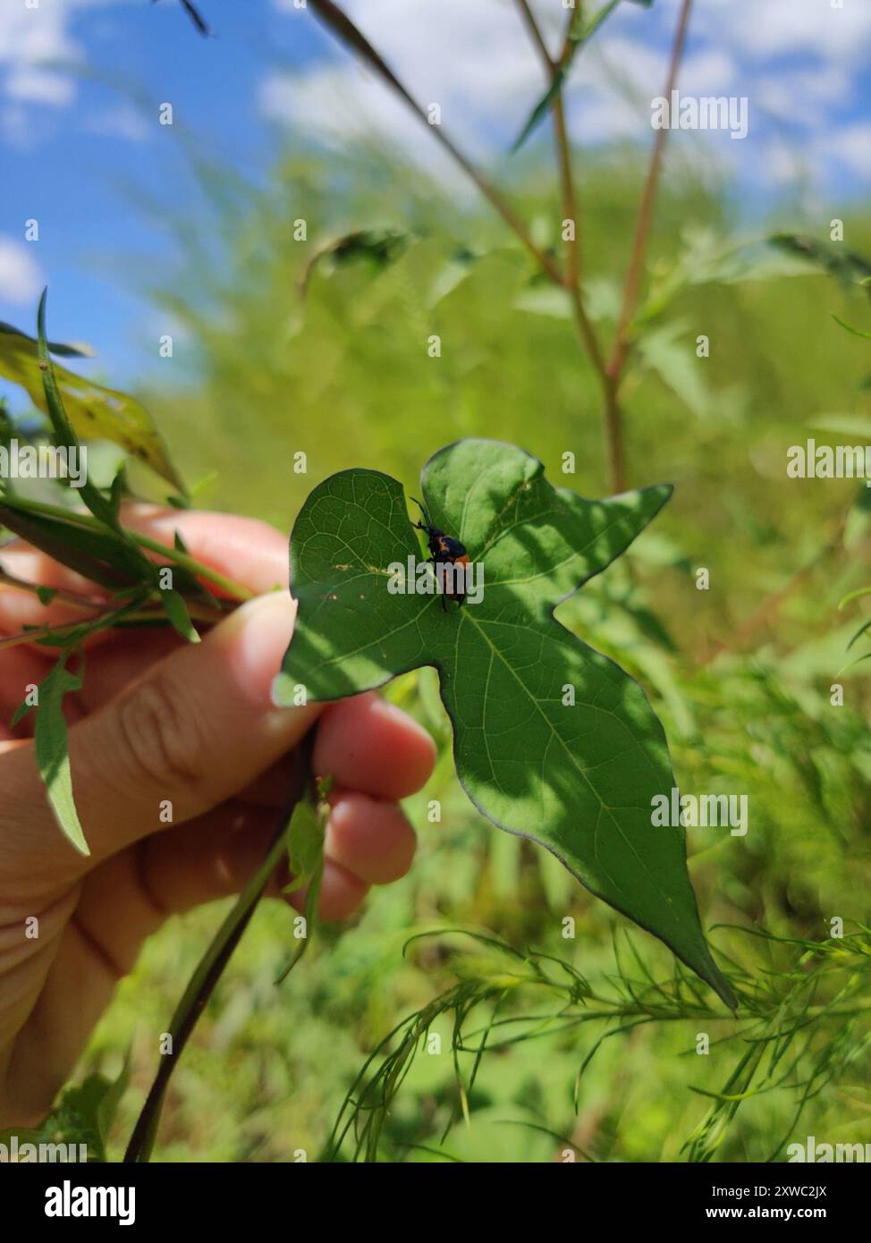 Anchor Stink Bug (Stiretrus anchorago) Insecta Stock Photo - Alamy
