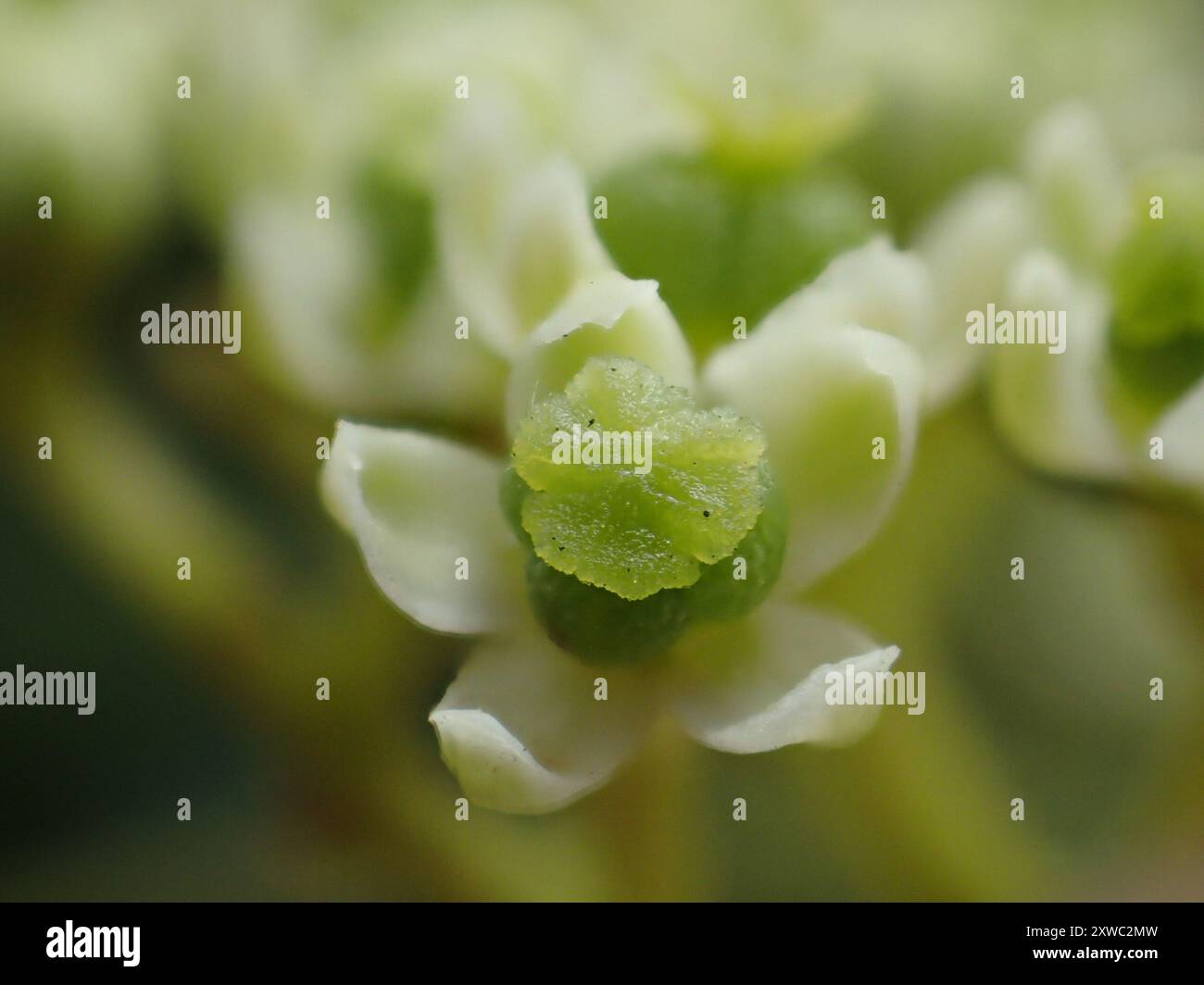 Japanese Prickly Ash (Zanthoxylum ailanthoides) Plantae Stock Photo - Alamy