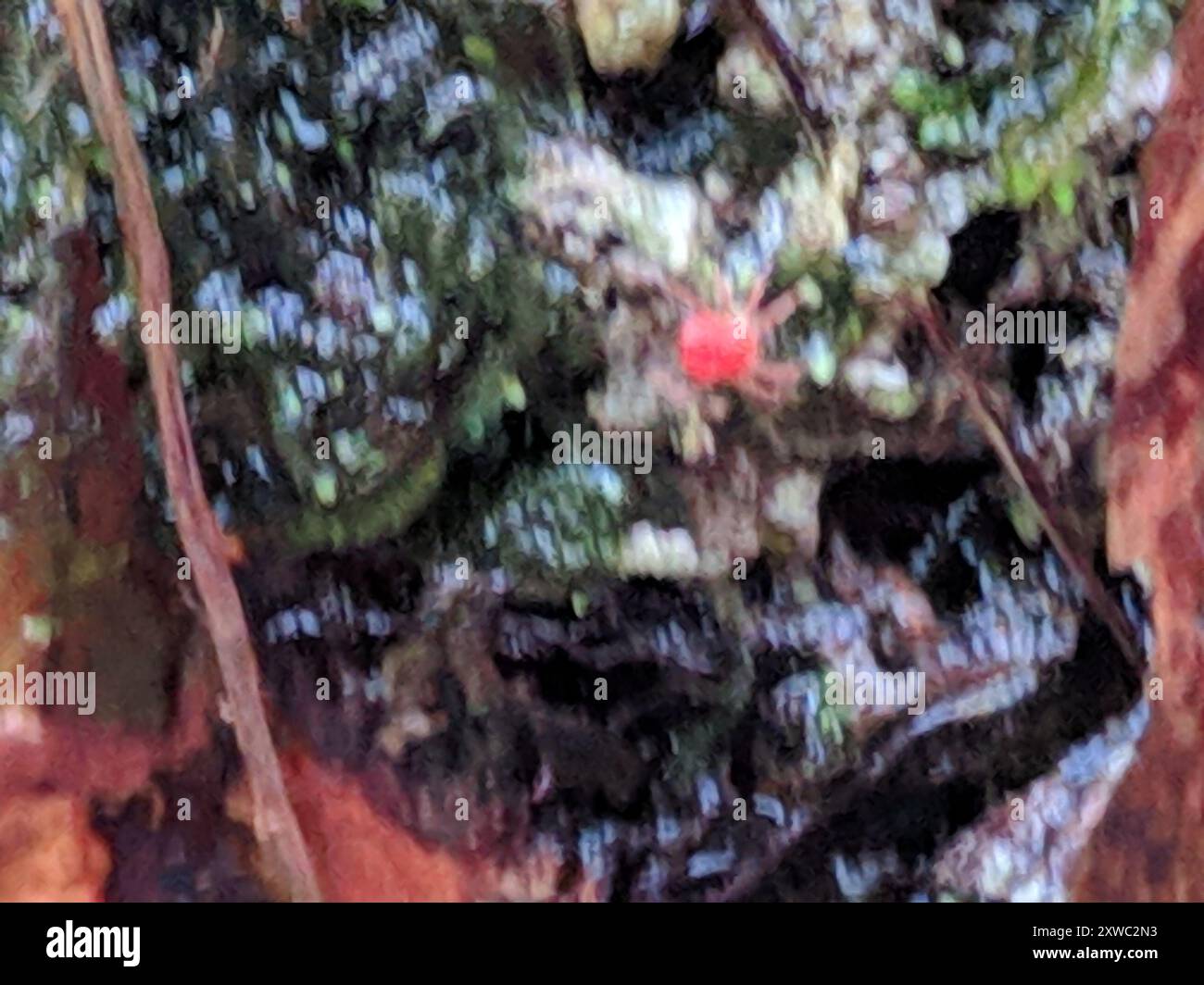 Trombidiform Mites (Trombidiformes) Arachnida Stock Photo - Alamy