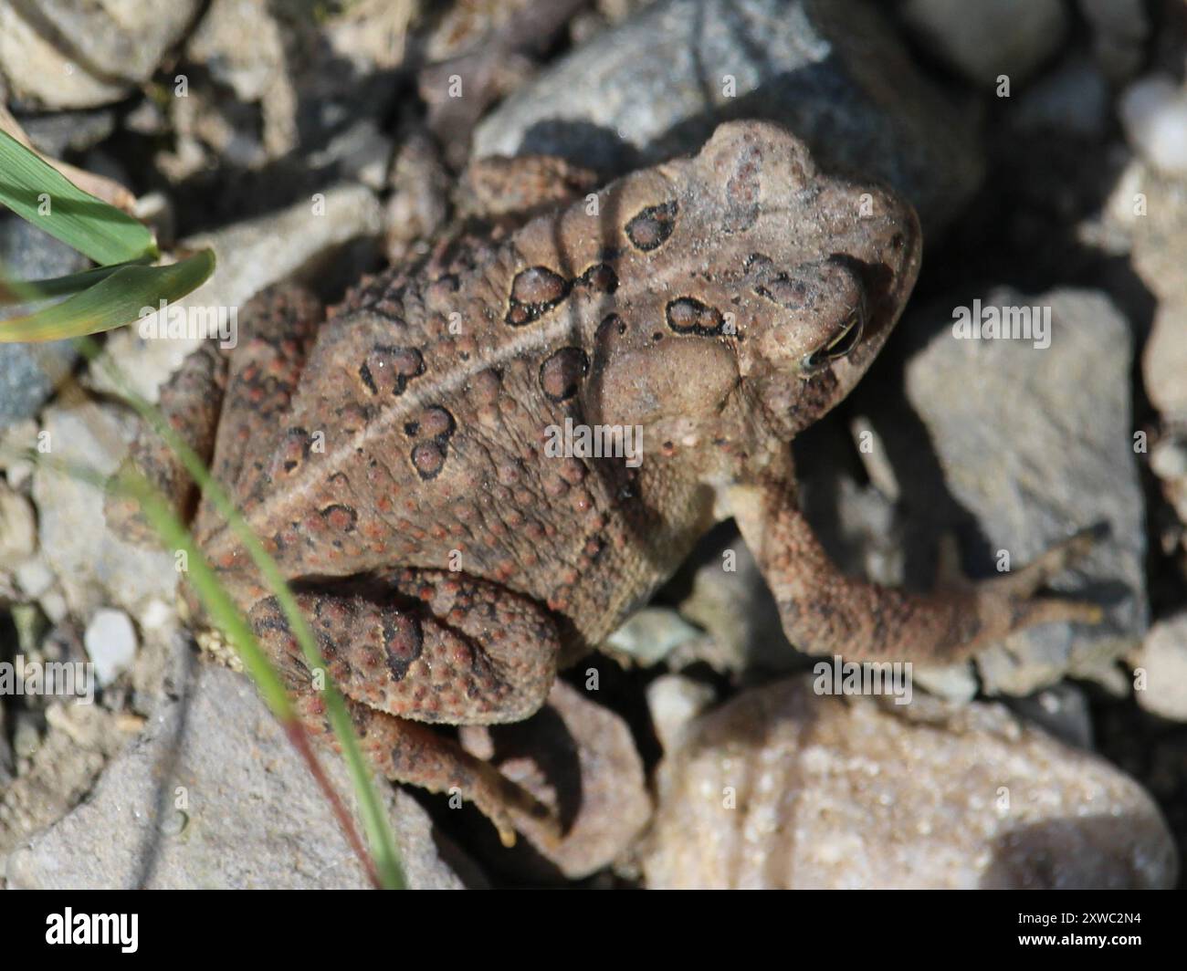 American Toad (Anaxyrus americanus) Amphibia Stock Photo - Alamy
