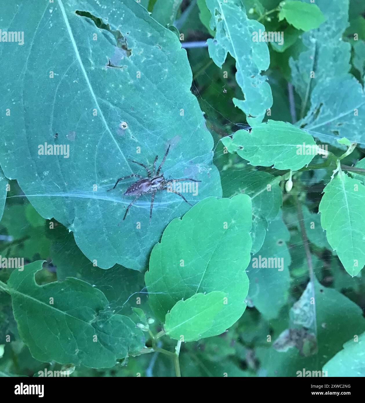 Grass Spiders (Agelenopsis) Arachnida Stock Photo - Alamy
