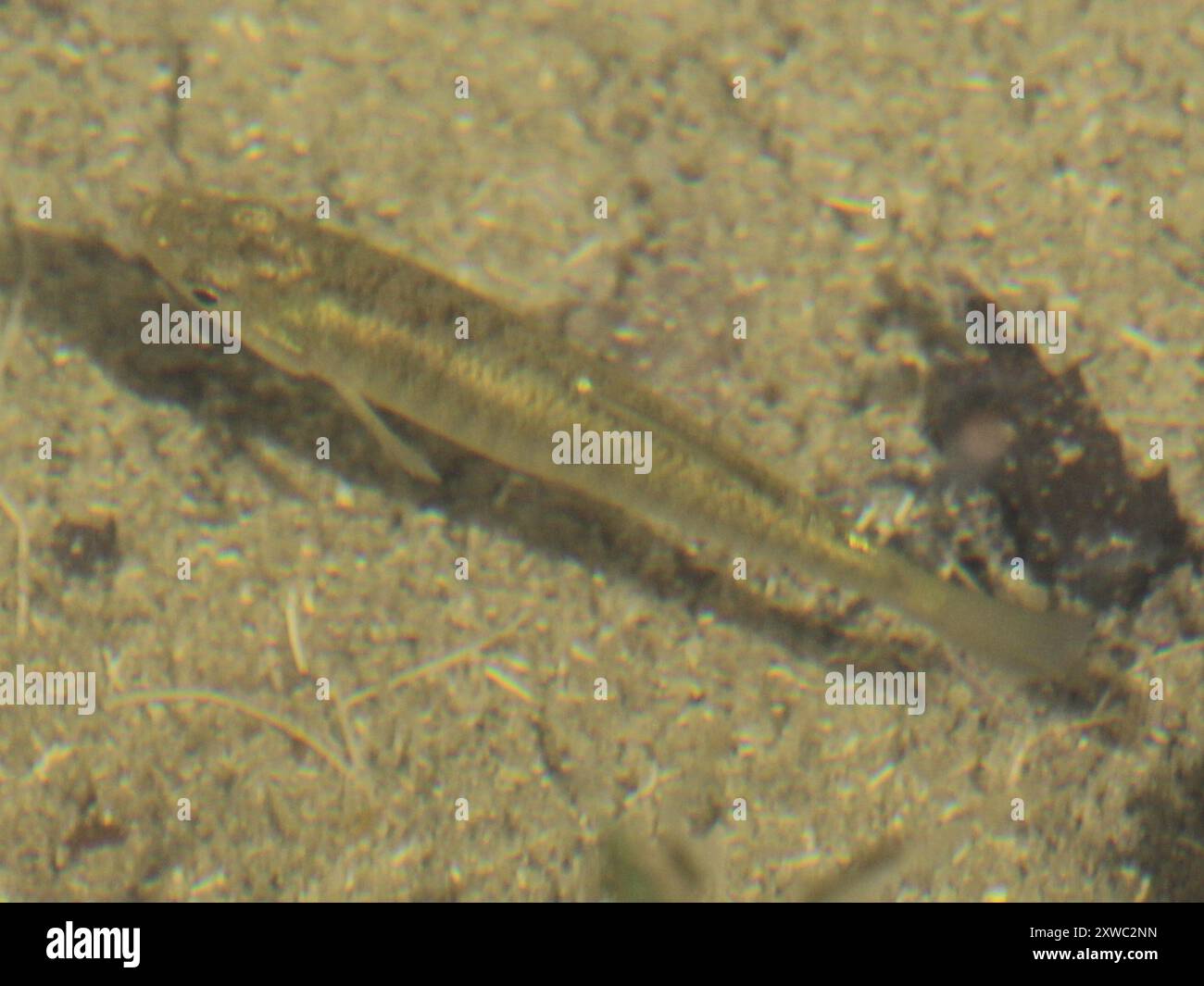 Banded Killifish (Fundulus diaphanus) Actinopterygii Stock Photo - Alamy