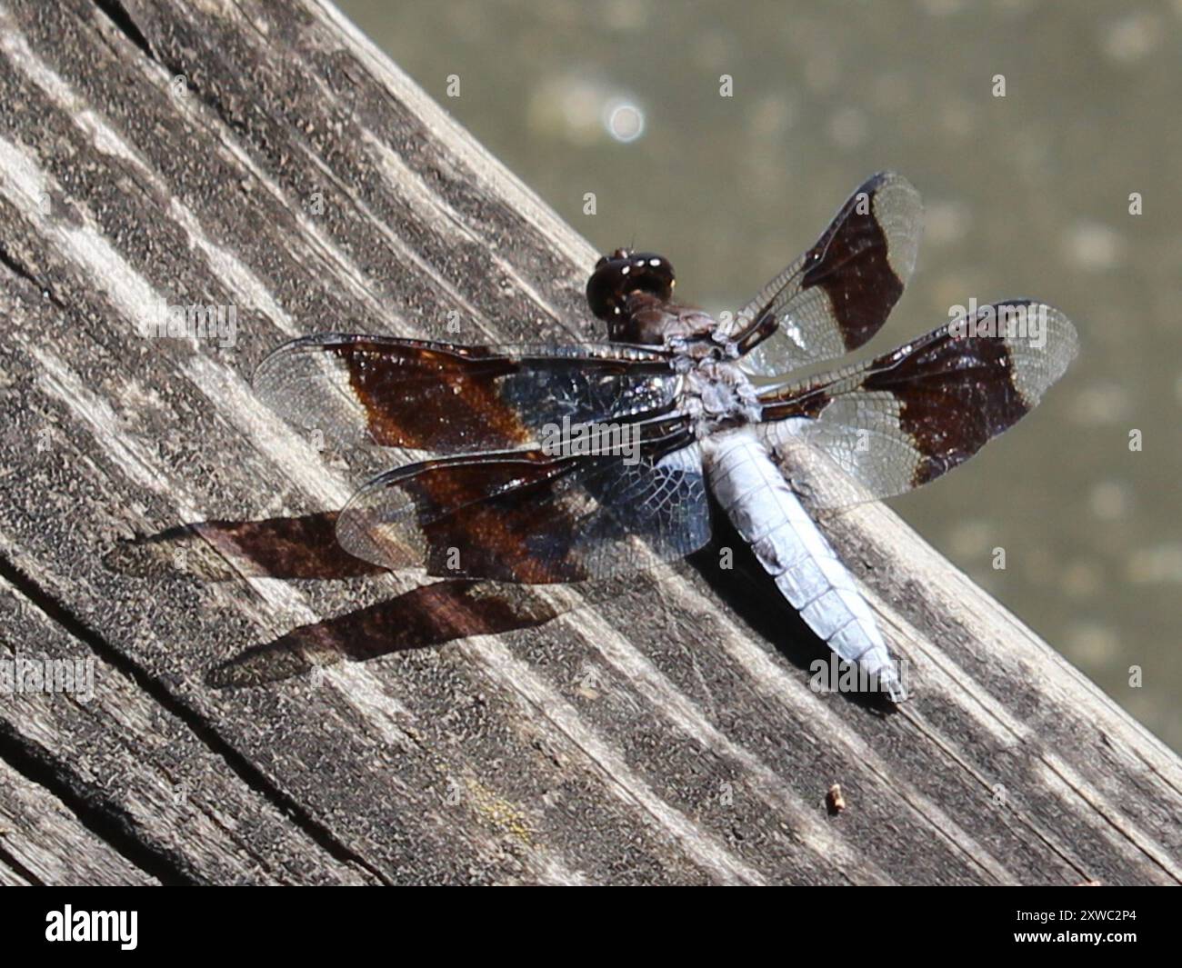 Common Whitetail (Plathemis lydia) Insecta Stock Photo - Alamy