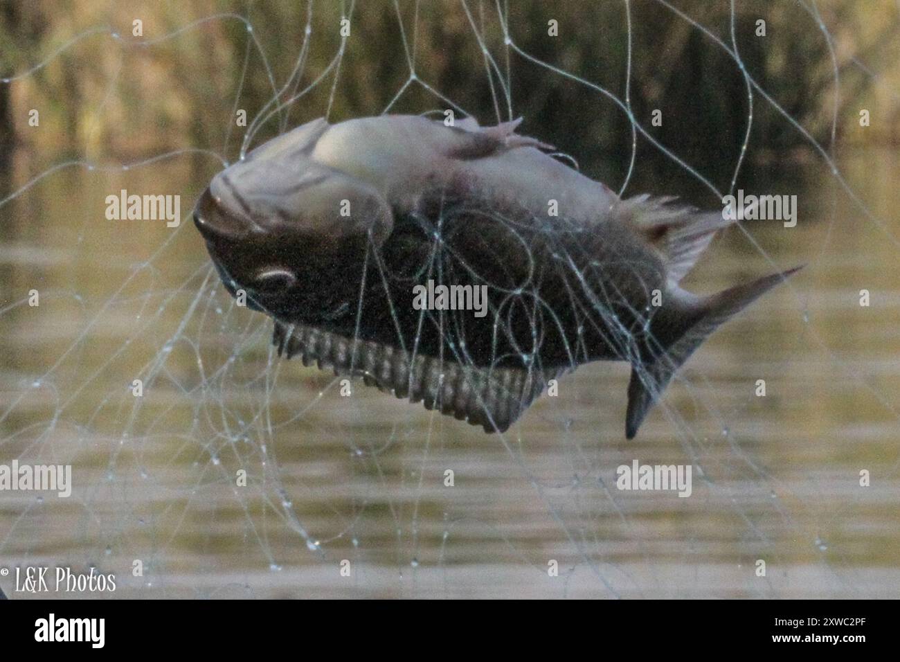 Redbreast Tilapia (Coptodon rendalli) Actinopterygii Stock Photo - Alamy