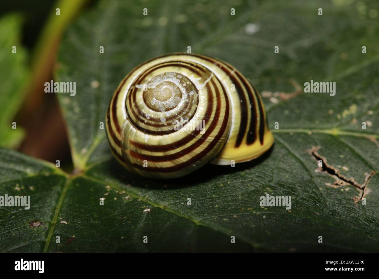 White-lipped Snail (Cepaea hortensis) Mollusca Stock Photo - Alamy