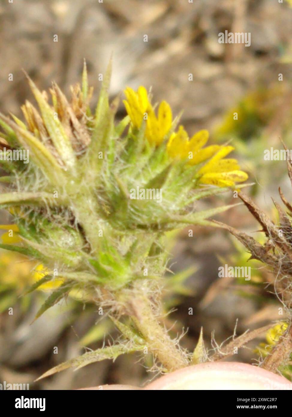 Pappose Tarweed (Centromadia parryi) Plantae Stock Photo - Alamy