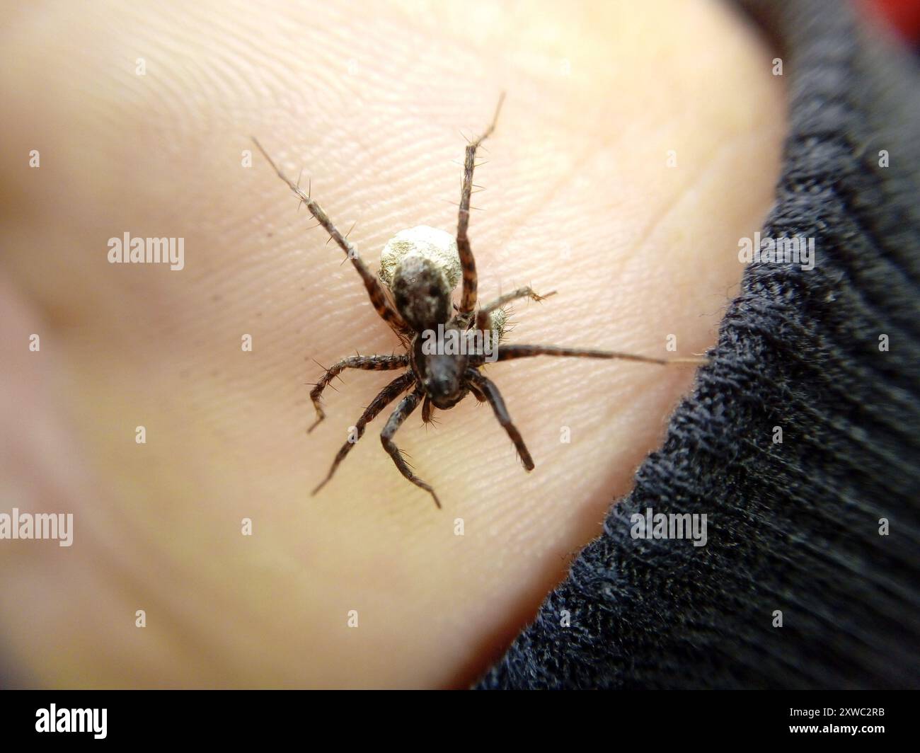 Thin-legged Wolf Spiders (Pardosa) Arachnida Stock Photo - Alamy